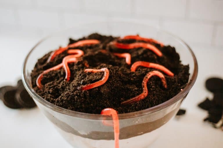 Dirt Cake Trifle and Earthworms - A Crazy Family