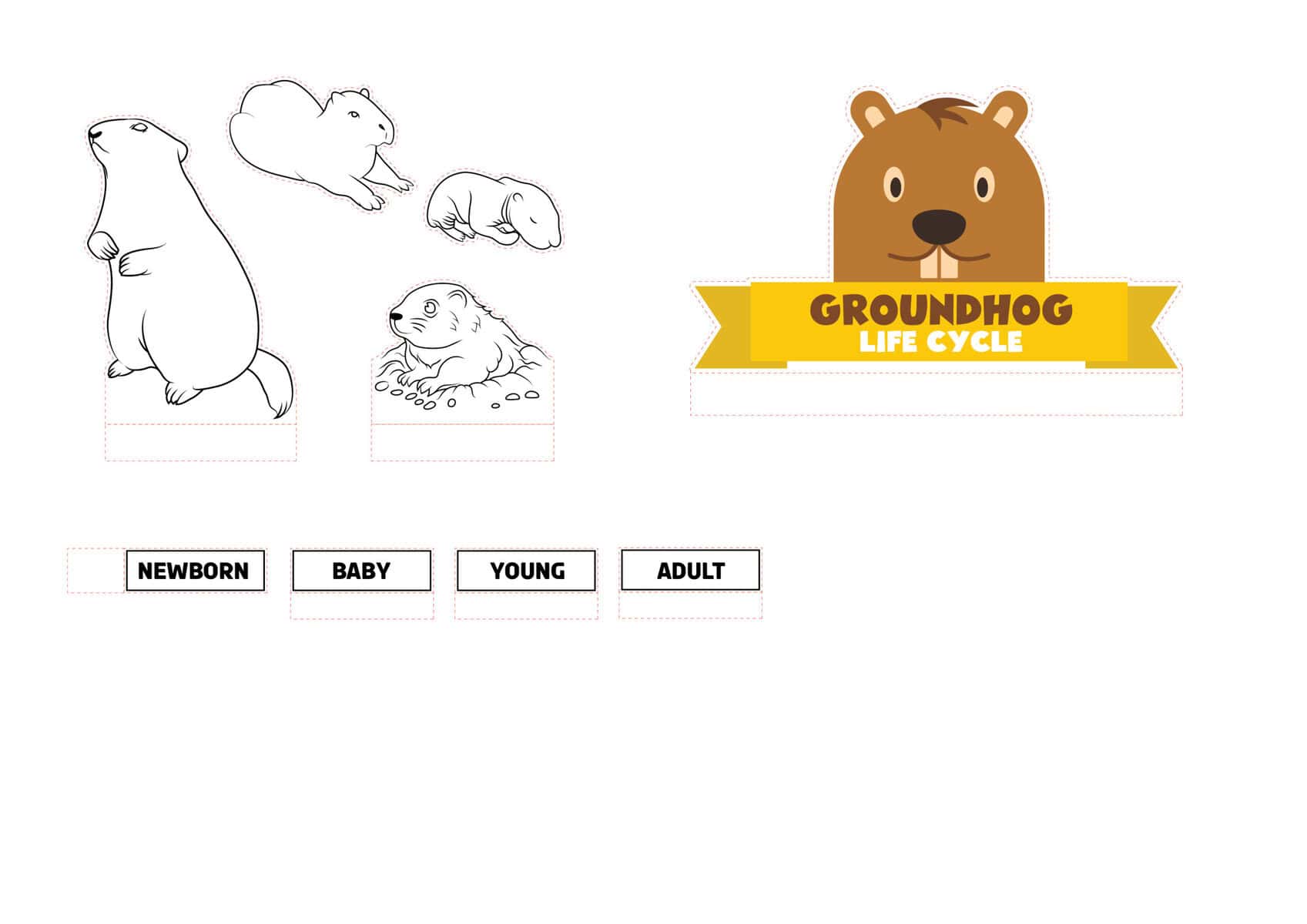 Groundhog Life Cycle Printable Paper Craft - Groundhog Life Cycle ...